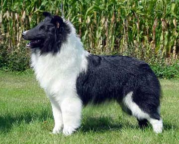 Sheltie Colours